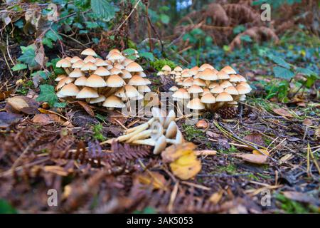 a group of filigree small mushrooms, on the forest floor in soft light ...