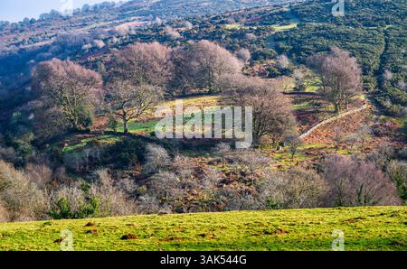 View of Belstone Cleave, or the Taw River Valley, looking in the ...