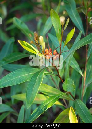 Flowers Orange Marmalade Grevillea Glossadenia and green leaves on bush ...