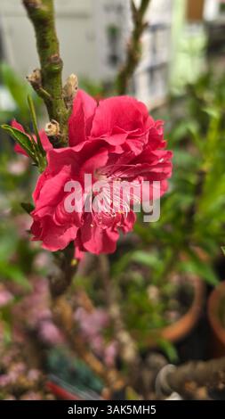 Vertical macro of a lush peach-pink peony bloom with layered petals and ...
