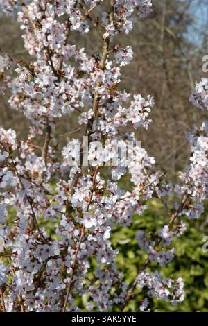 Prunus kurilensis 'Brillant' White Flowers on branch Shrub, Plant in ...