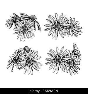 Hand Drawn Rudbeckia Flower Set. Line Drawing Vector. Botanical ...