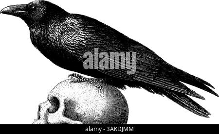 Raven bird perched on skull, candle and stack of books. Hand drawn ...