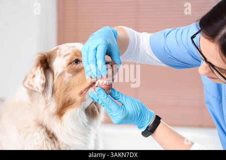 Female veterinarian brushing teeth of Australian Shepherd dog in clinic ...