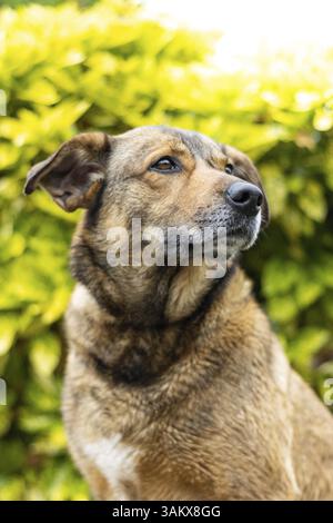 A vertical shot of an adorable brown dog with its tongue out on a blue ...