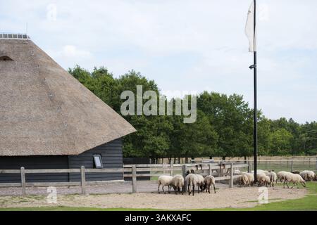 Dutch typical sheep fold with animals outdoor Stock Photo - Alamy
