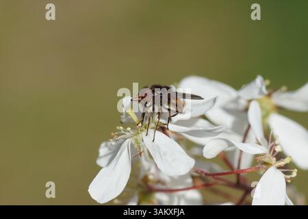 Common Snout Fly, Heineken Hover Fly (Rhingia campestris), family ...