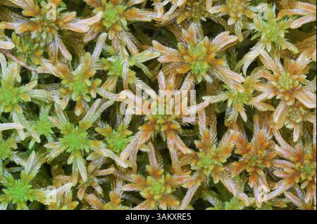 Flat-top Bogmoss (Sphagnum fallax Stock Photo - Alamy