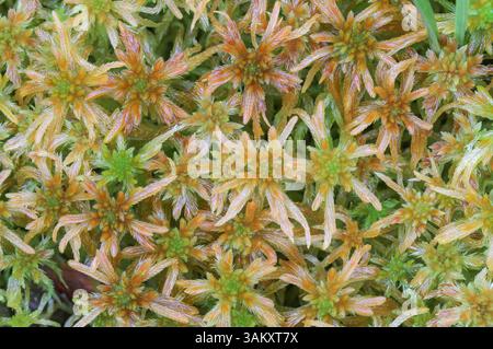 Flat-top Bogmoss (Sphagnum fallax), Plantae, Powiat wejherowski, Polska ...