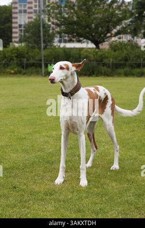 Spanish Podenco hound dog for hunting purpose Stock Photo - Alamy