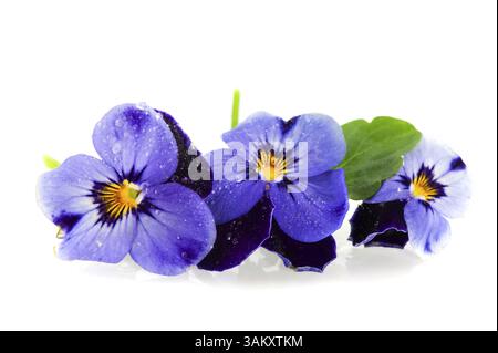 Blue Pansies in a row isolated over white Stock Photo - Alamy