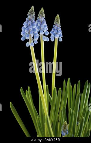 Muscari flowers isolated on black background Stock Photo - Alamy