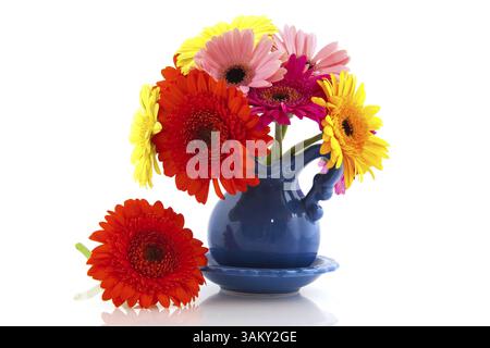 Colorful Gerber bouquet in different colors isolated over white Stock ...