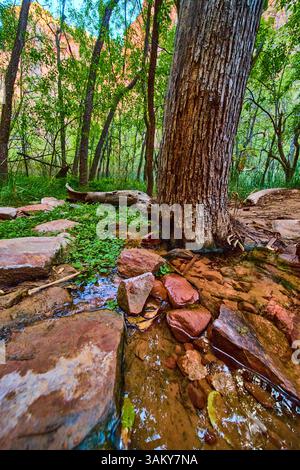 Tree trunk on stones Stock Photo - Alamy