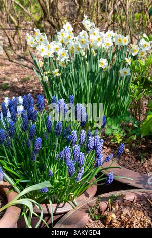 White hyacinths blooming in the garden after a spring shwoer Stock ...