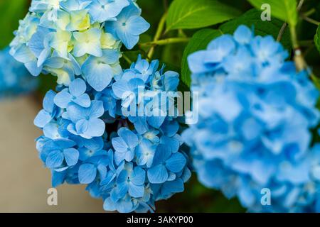 Colorful Hydrangeas at Sanzen-in Temple Hydrangea Garden, Ohara, Kyoto ...