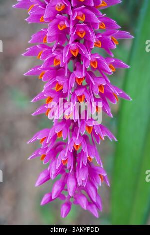 Pink toothbrush Orchid (Dendrobium secundum) in garden Stock Photo - Alamy