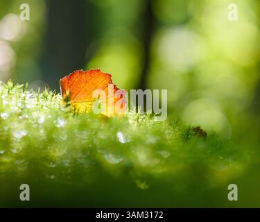 Soft thick moss in the forest is lit by the sun. Soft moss carpet ...