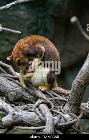 A Matschies tree kangaroo mother with its joey. Taken at the Bronx Zoo in New York, NY Stock ...