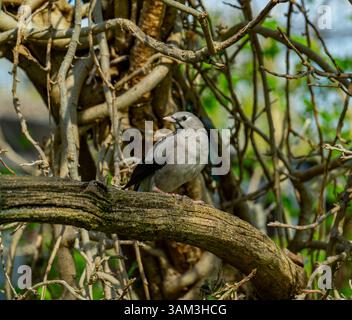 red-billed starling, Spodiopsar sericeus Stock Photo - Alamy
