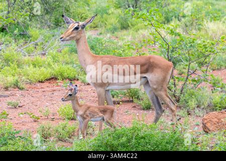 Impala Calf in Kruger National Park Stock Photo - Alamy