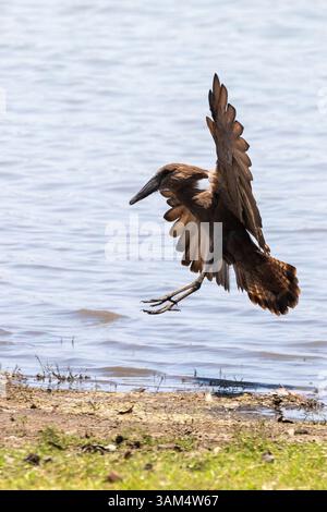 Hamerkop (Scopus umbretta) fishing in a stream, Nairobi National Park ...