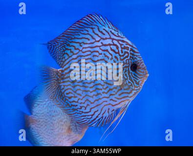 Symphysodon discus in front of white background Stock Photo - Alamy