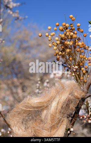 Flax Plant Pods and Flax Fiber on the Sky Background. Natural Fibers ...