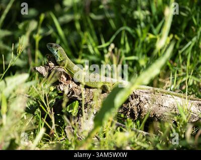 European Green lizard on a branch France [AT] Stock Photo - Alamy