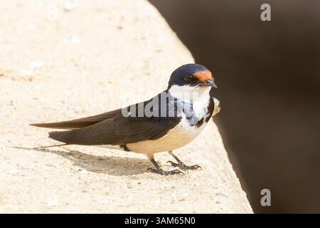 White-throated Swallow (Hirundo albigularis) perched on pole at a dam ...