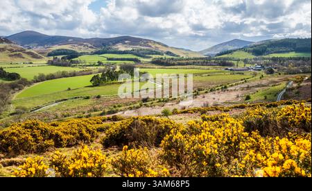 Scotland, Scottish Borders, yellow flowers of rape field near St ...