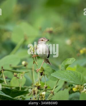 Closeup shot of a cute South Asian child with a mask in a green garden ...