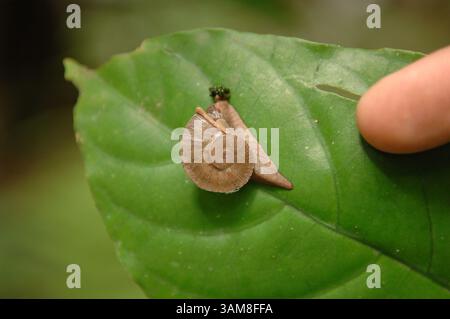 Snails spend the day clinging to leaves, flowers and trees and crawl ...