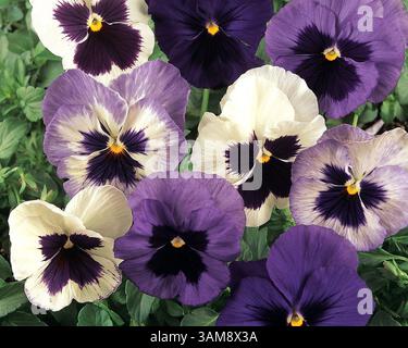 Matrix Ocean Breeze Mix pansies have skyrocketed in popularity. (Photo ...