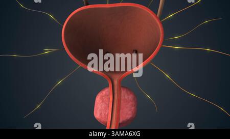 Bladder Function Controlled by Brain Communication Stock Photo - Alamy