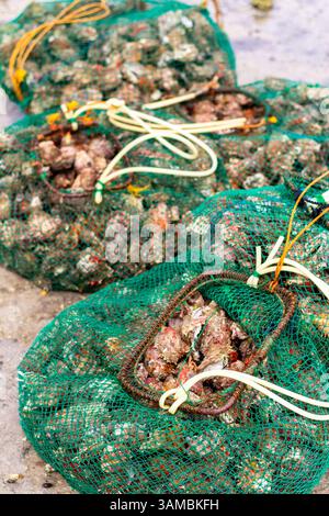 A netted sack of freshly harvested scallop shells from the coast of ...