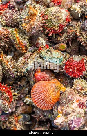 A pile of fresh scallop shells just harvested from the sea in Isla ...