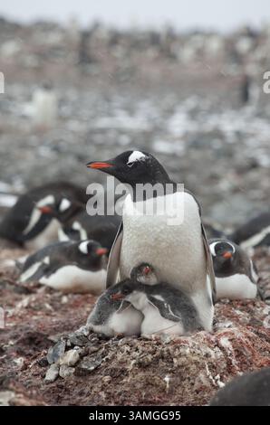 Dec. 19, 2013 - Elephant Point, Livingston Islan, Antarctica - Southern ...