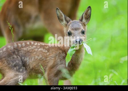 Young roe deer eats leaves from a tree in a wood, very young specimen ...