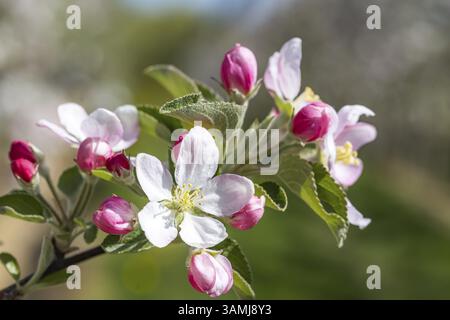 Germany, Baden-Wuerttemberg, apple trees Stock Photo - Alamy