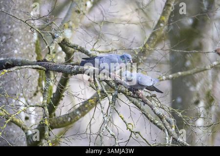 Stock Dove (Columba oenas) Germany Stock Photo - Alamy