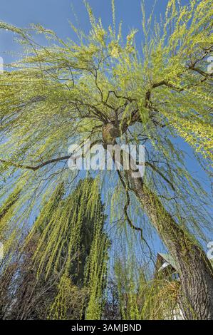 weeping willow (Salix babylonica) in the wind with a drifty treetop ...