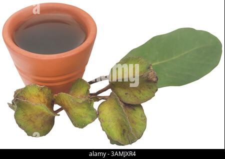 Ayurvedic arjun fruit with extract in a glass jar Stock Photo - Alamy