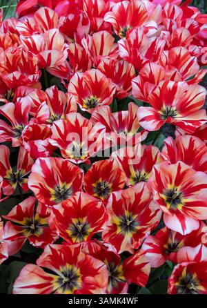 Colorful Tulip called Spryng Break. Triumph group. Tulips are divided ...