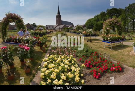 Rose garden, Lottum, , Limburg, Netherlands, René van der Meer Stock ...