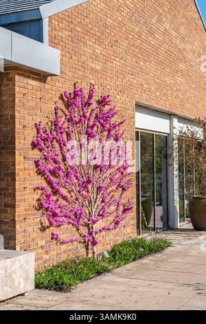 Magenta pink Cercis chinensis 'Avondale' (Chinese redbud) planted by ...