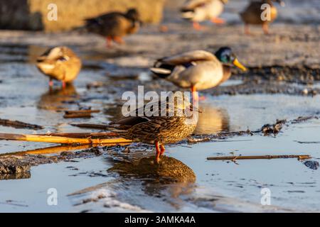 A shallow focus of ducks on a frozen lake outdoors Stock Photo - Alamy