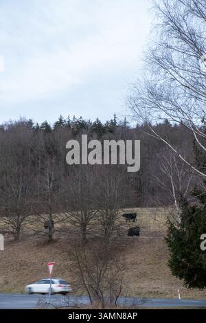 Cows grazing on a hillside Stock Photo - Alamy