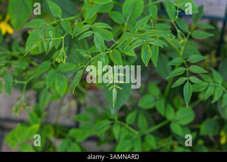 Italian Jasmine (Chrysojasminum humile Stock Photo - Alamy