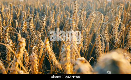 Close-up view of ripening wheat heads growing in an agricultural field ...